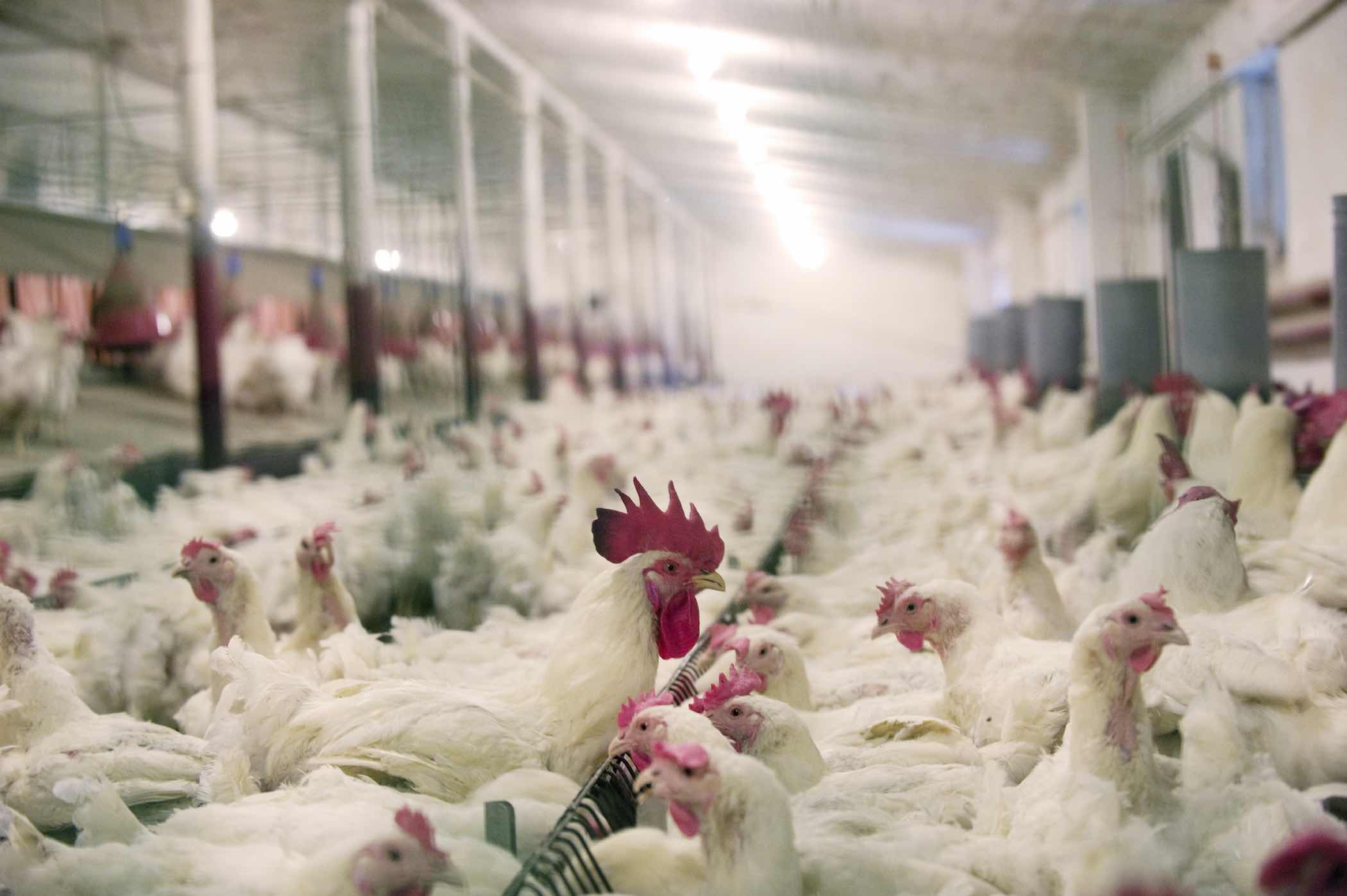 Home - County Line Equipment