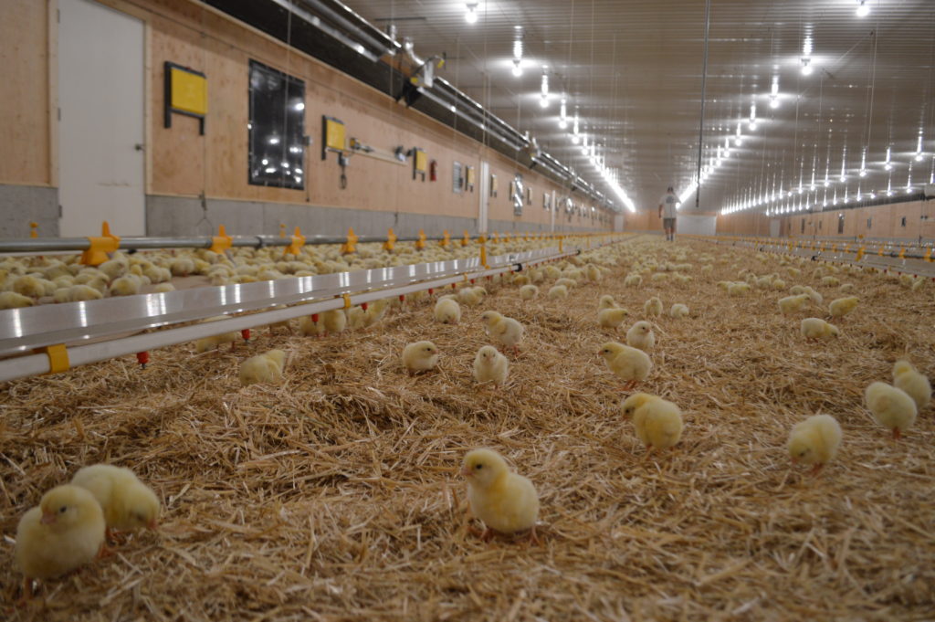 New Broiler Barn - County Line Equipment
